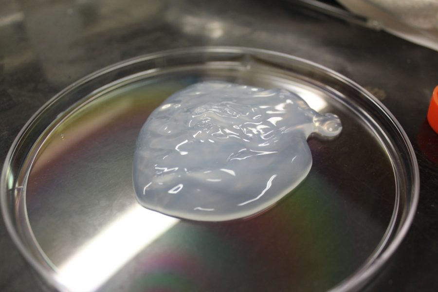 CNC (Cellulose Nanocrystals) or NCC (Nanocrystalline Cellulose ...